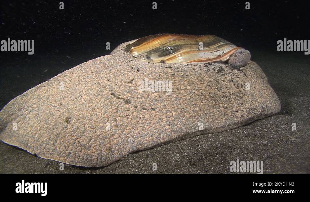 Mollusc Cucumber Volute Cymbium cucumis Crawling on The Seabed During ...