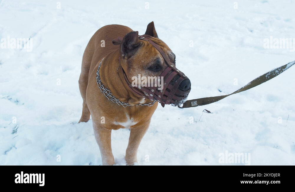 Muzzled Stock Videos & Footage - HD and 4K Video Clips - Alamy