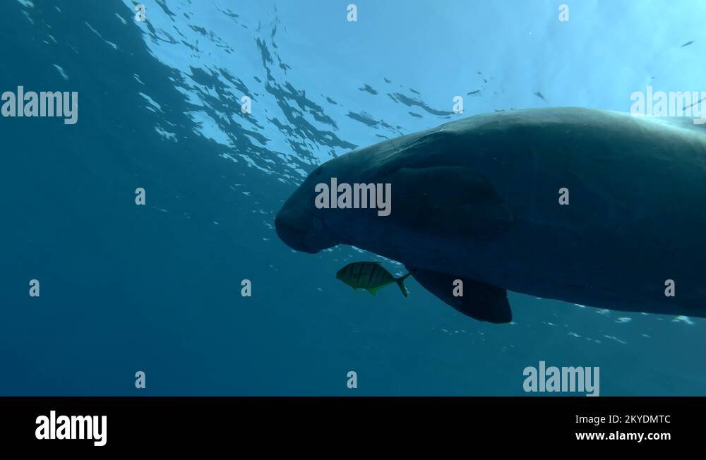 Dugong sleeps under surface in the blue water (Dugong or Sea Cow ...