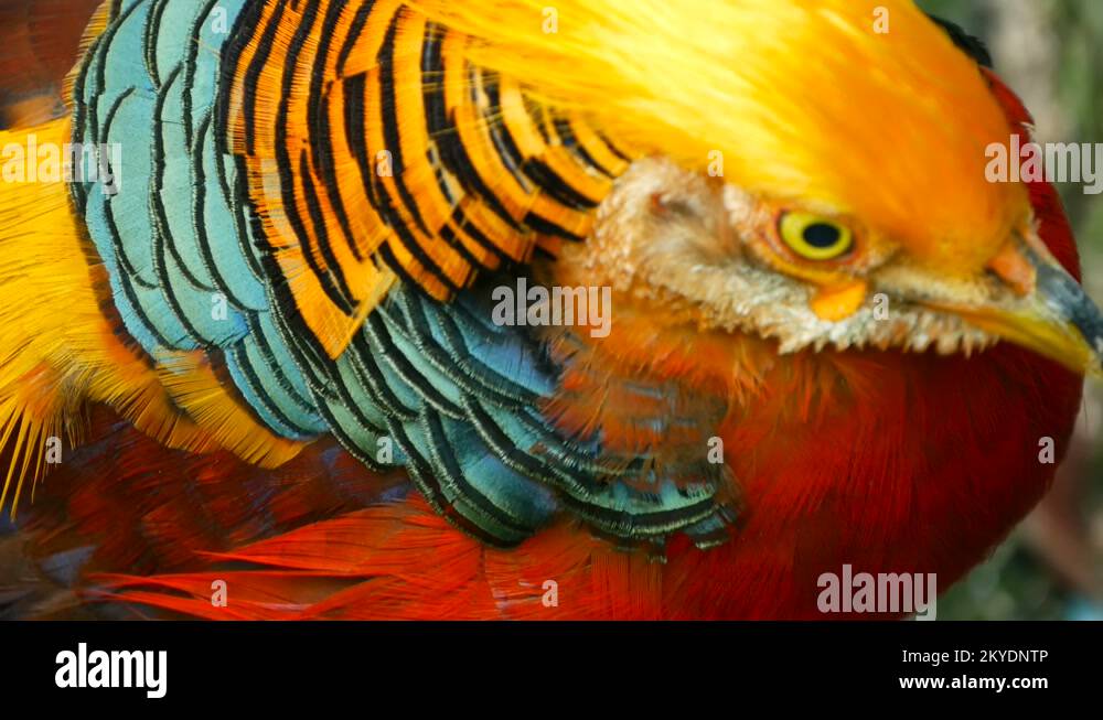 Magnificent elegant male of Chinese Red Golden pheasant, Chrysolophus ...