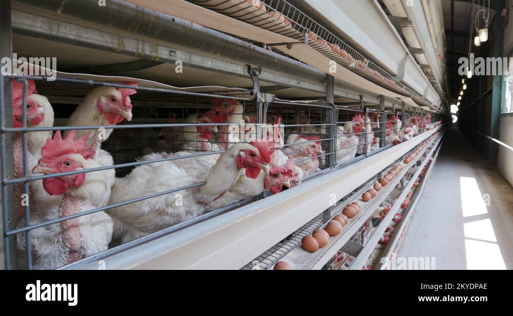 4K panning view of cramped chickens in a large scale egg laying ...
