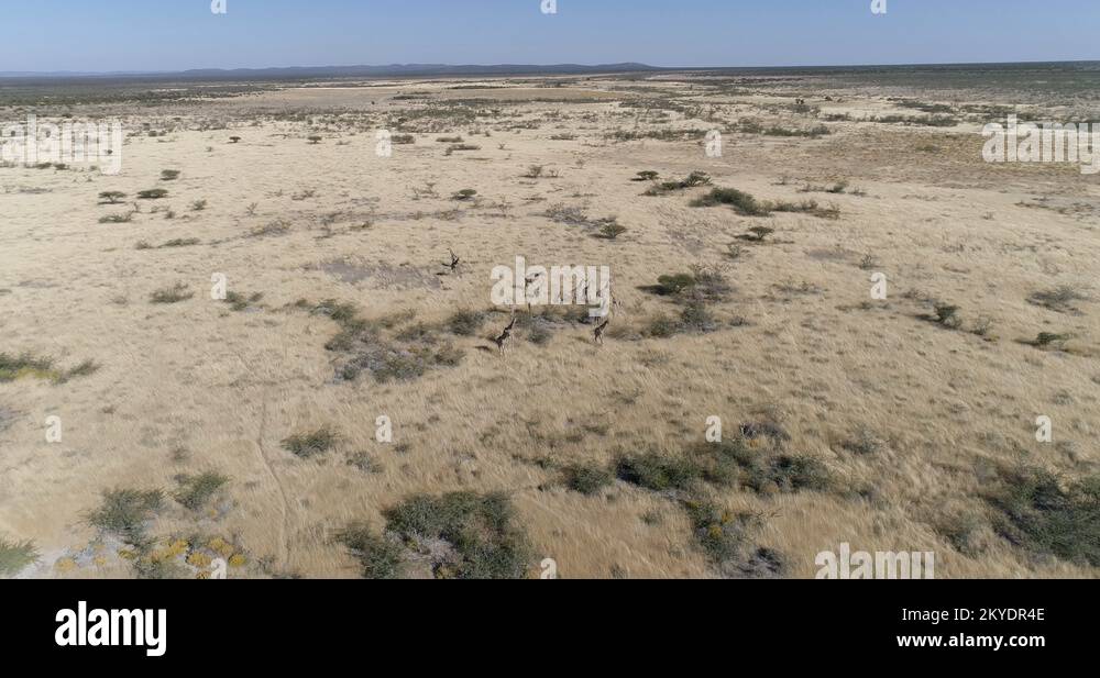 4k aerial zoom in view of a group of giraffe and their young walking in ...