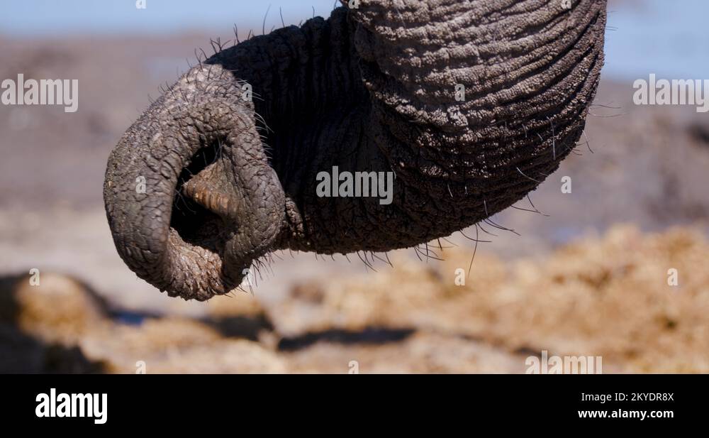 4K close-up cropped view of the two holes at the end of an elephants ...