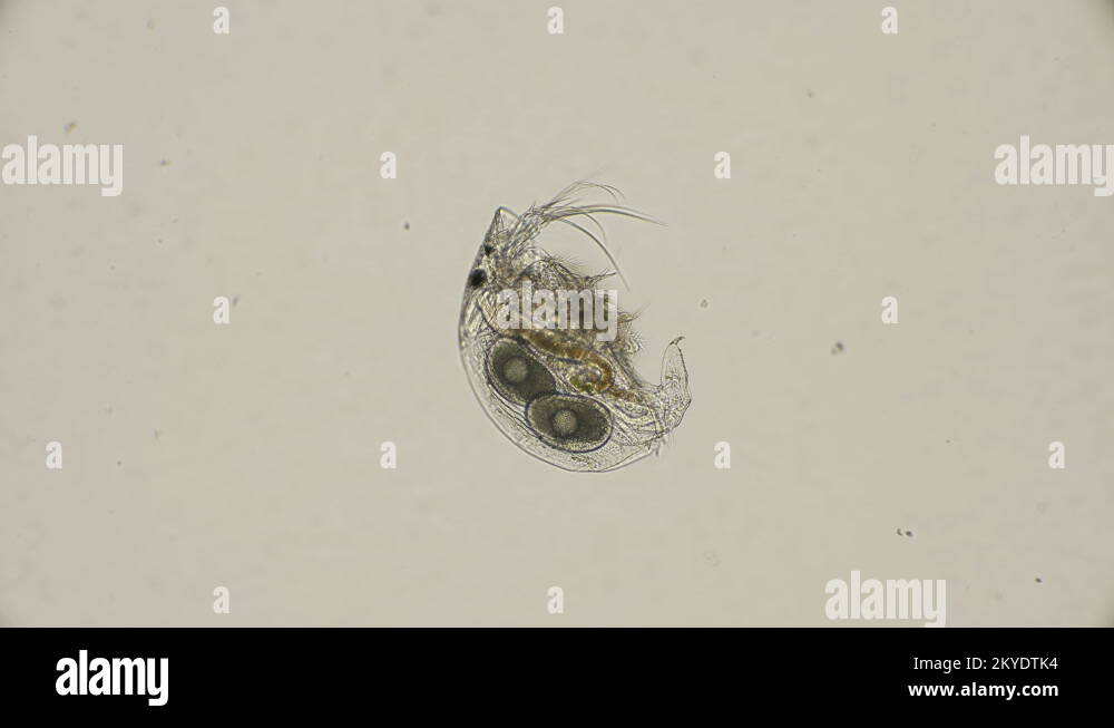 Arthropods arthropod Stock Videos & Footage - HD and 4K Video Clips - Alamy