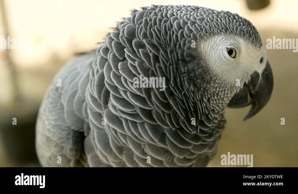 Red-tailed monogamous African Congo Grey Parrot. Companion Jaco is ...