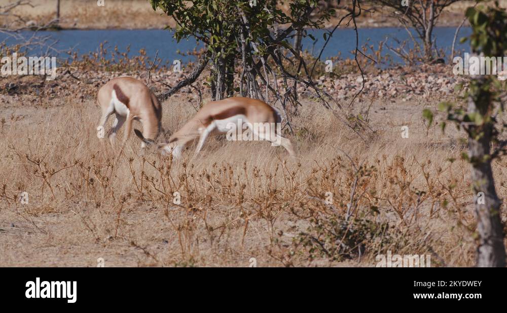 Springbok antelope fighting etosha Stock Videos & Footage - HD and 4K ...