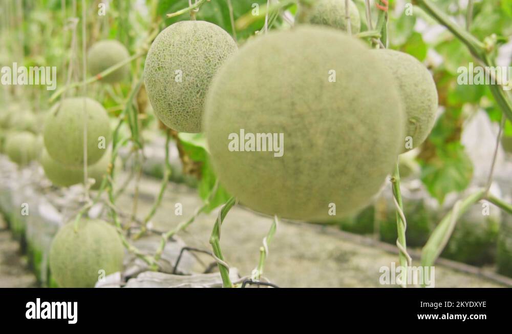 Melon tree on white Stock Videos & Footage - HD and 4K Video Clips - Alamy