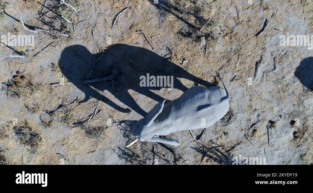 4K straight down aerial view of an elephant walking around the bushveld ...
