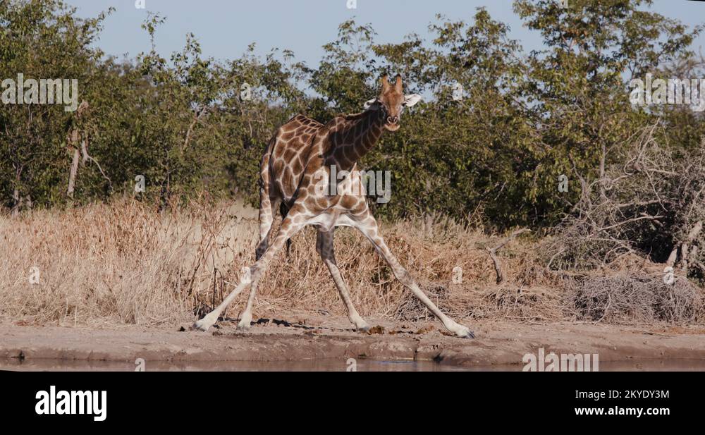 4K close-up view of one giraffe bending down to drink at a waterhole ...