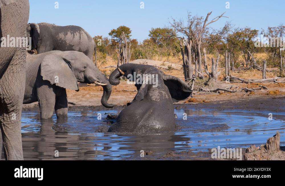 Mud spraying Stock Videos & Footage - HD and 4K Video Clips - Alamy