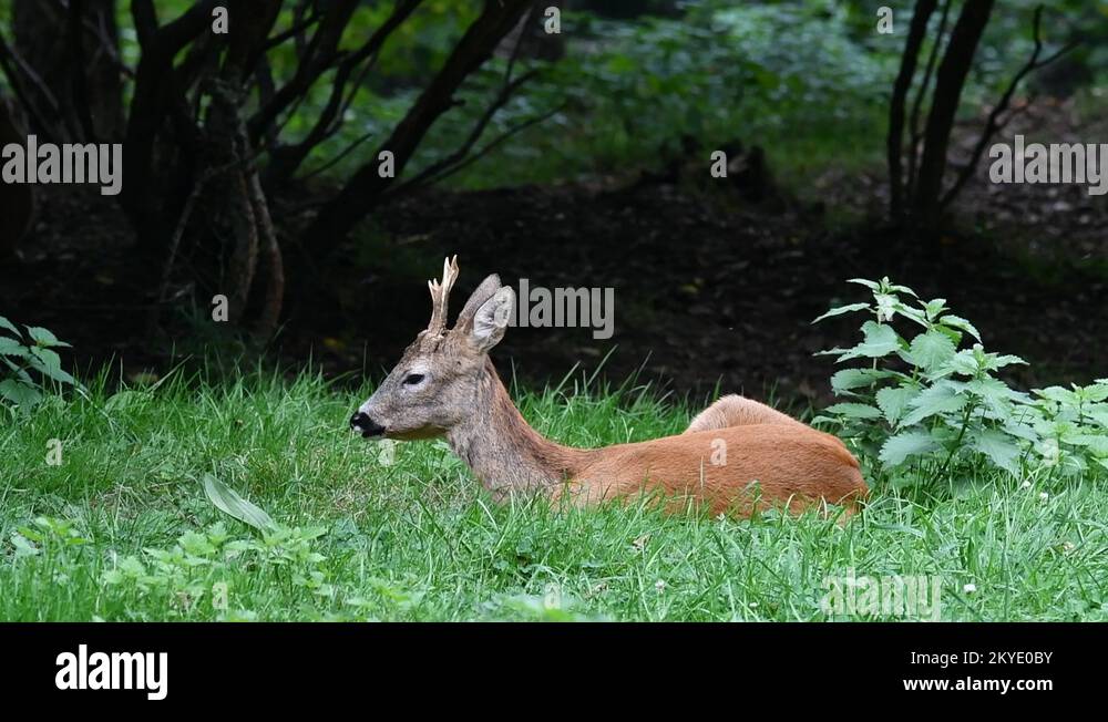 Roe deer male / buck / roebuck resting and ruminating in thicket Stock ...