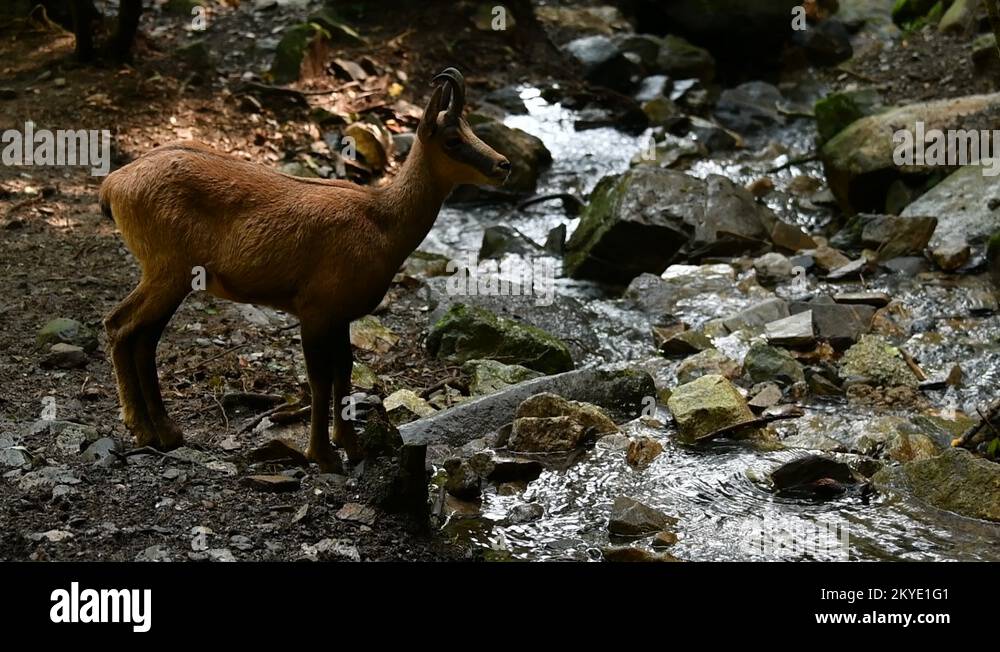 Spanish pyrenees wildlife Stock Videos & Footage - HD and 4K Video ...