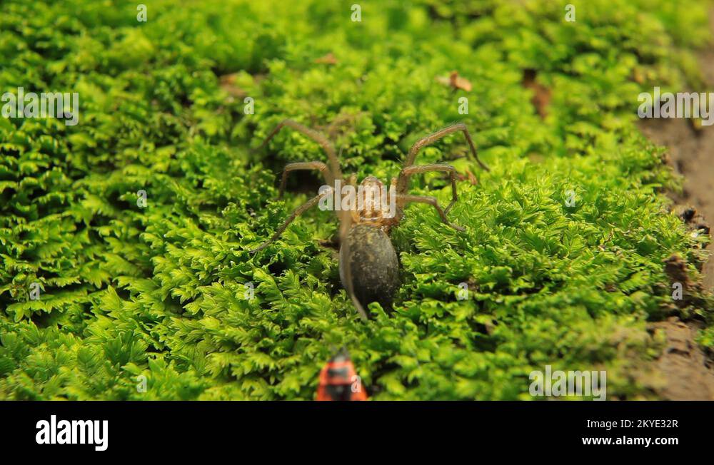 Macro Dangerous Spider and a Red Beetle Bug, Close-Up, Araneae ...