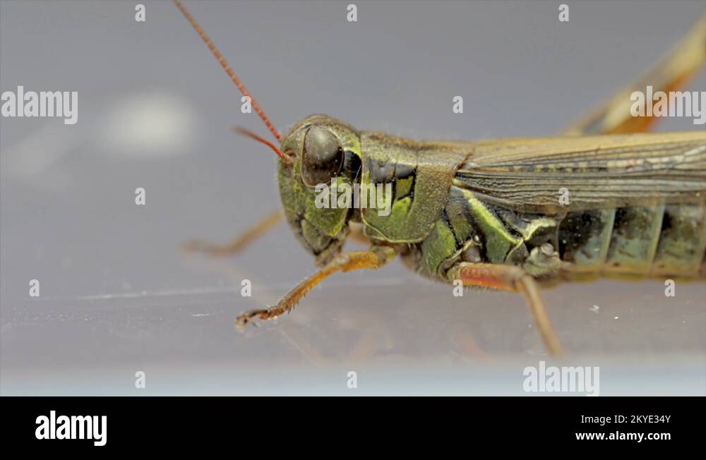 Locust side view close up. Caelifera species of herbivore insects with ...