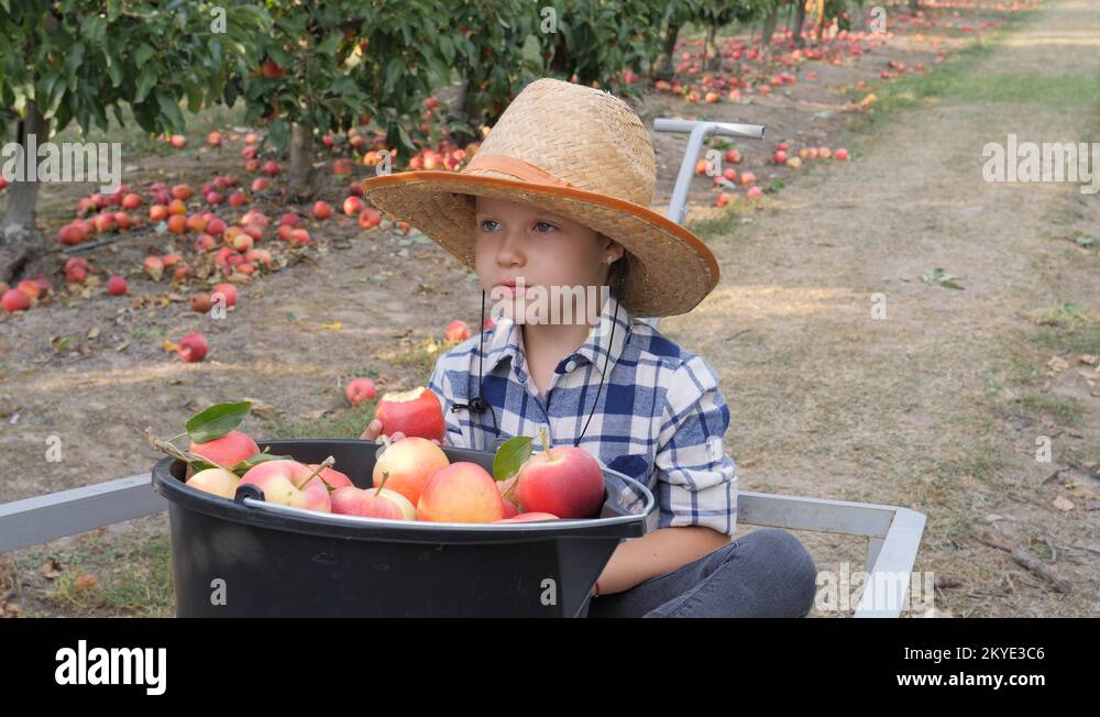 Wheelbarrow with fruit Stock Videos & Footage - HD and 4K Video Clips ...