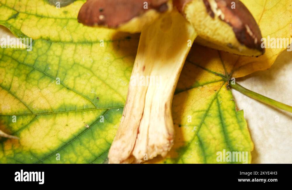 Fresh brown cap edible russula mushroom in the hand. mushroom hold in a ...