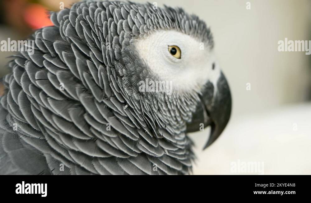 Red-tailed monogamous African Congo Grey Parrot. Companion Jaco is ...