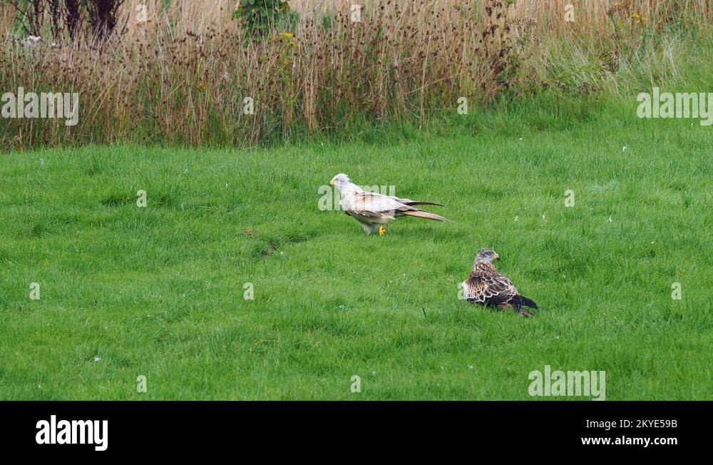 White red kite Stock Videos & Footage - HD and 4K Video Clips - Alamy