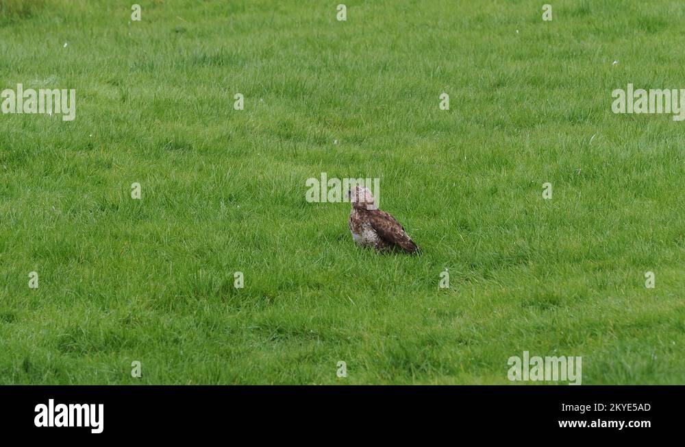 Common buzzard on ground Stock Videos & Footage - HD and 4K Video Clips ...