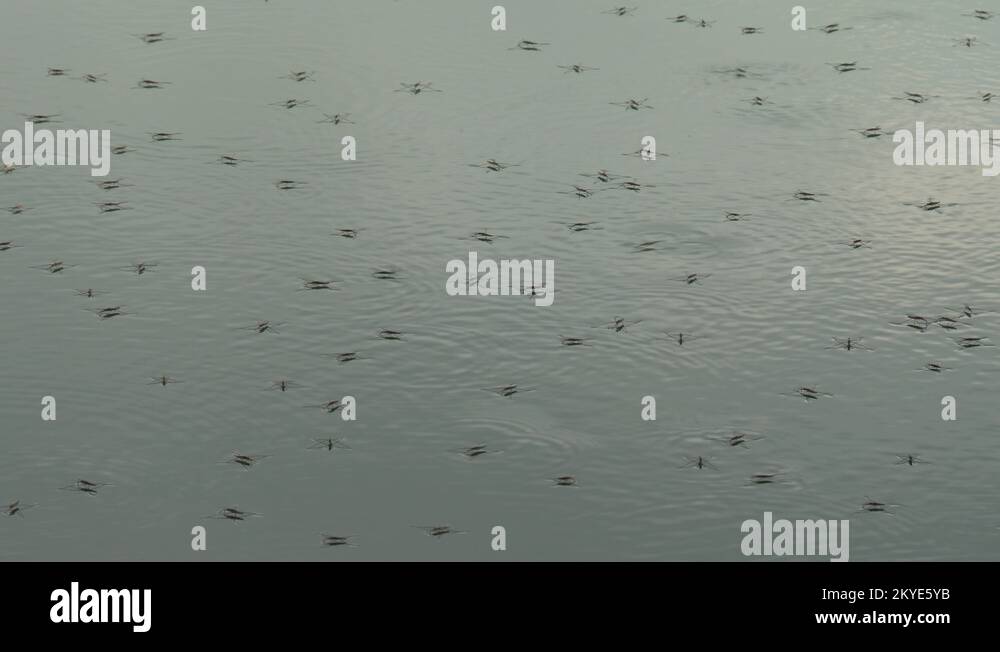 Set of autumn black bugs of Gerris lacustris water meters on lake Stock ...