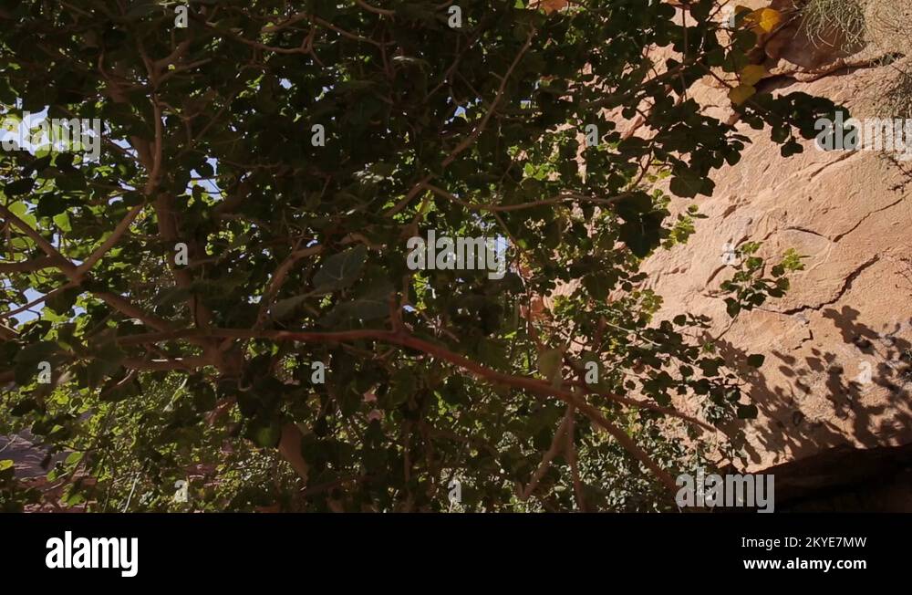 Wadi rum tree Stock Videos & Footage - HD and 4K Video Clips - Alamy