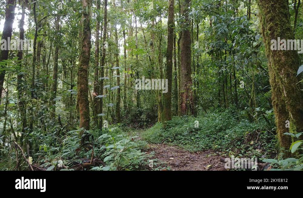 Tropical rainforest trail seen on glidecam while trekking and walking ...