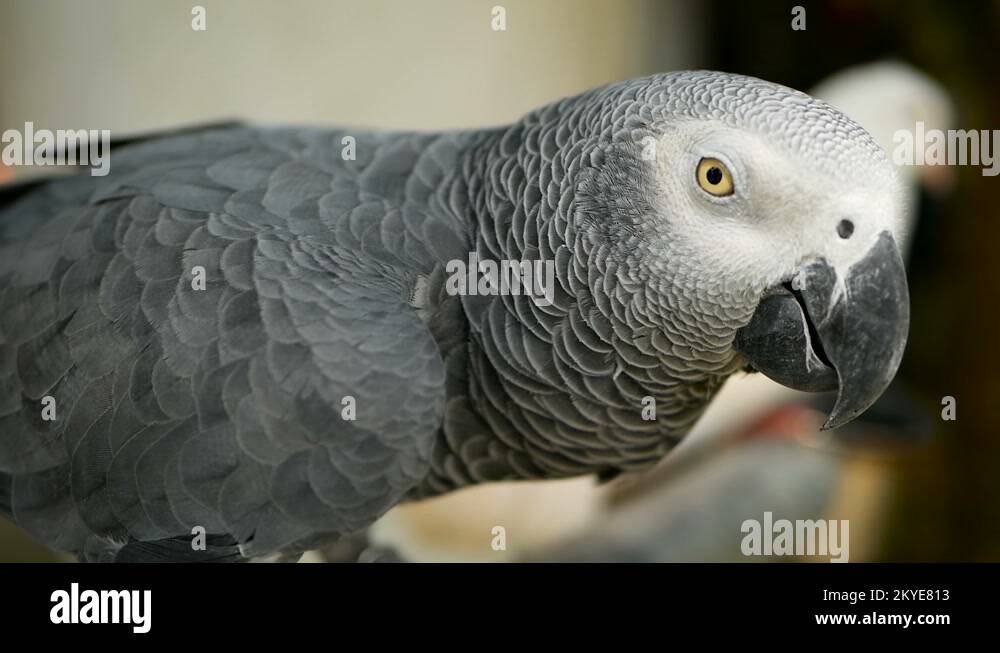 Red-tailed monogamous African Congo Grey Parrot. Companion Jaco is ...