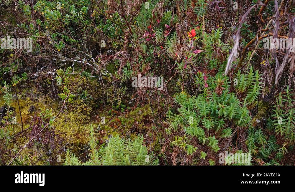 Tropical dry forests Stock Videos & Footage - HD and 4K Video Clips - Alamy