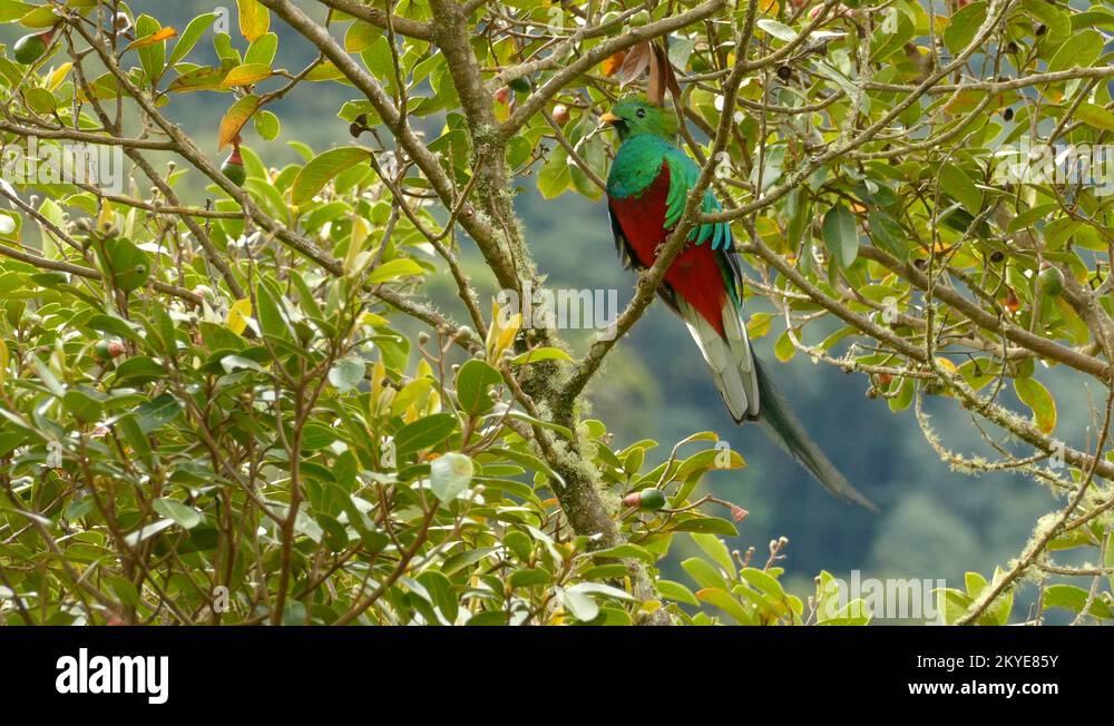 Resplendent quetzal feathers Stock Videos & Footage - HD and 4K Video ...
