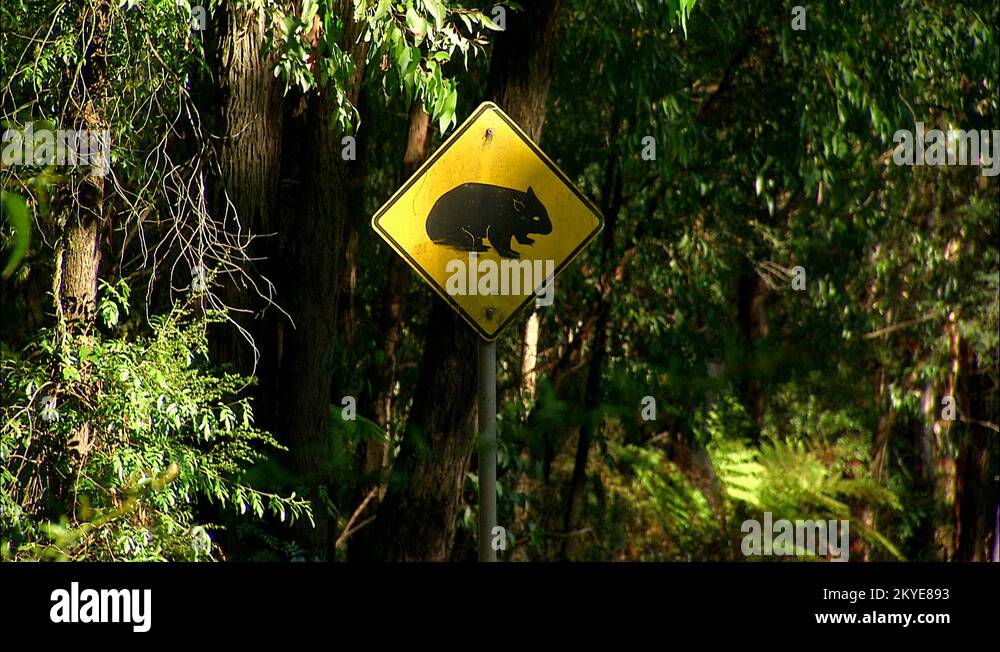 Yellow warning sign with picture of Wombat on post by side of road as ...