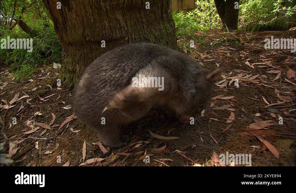 Common Wombat scratching itﾴ ﾐs side by base of tree Stock Video ...