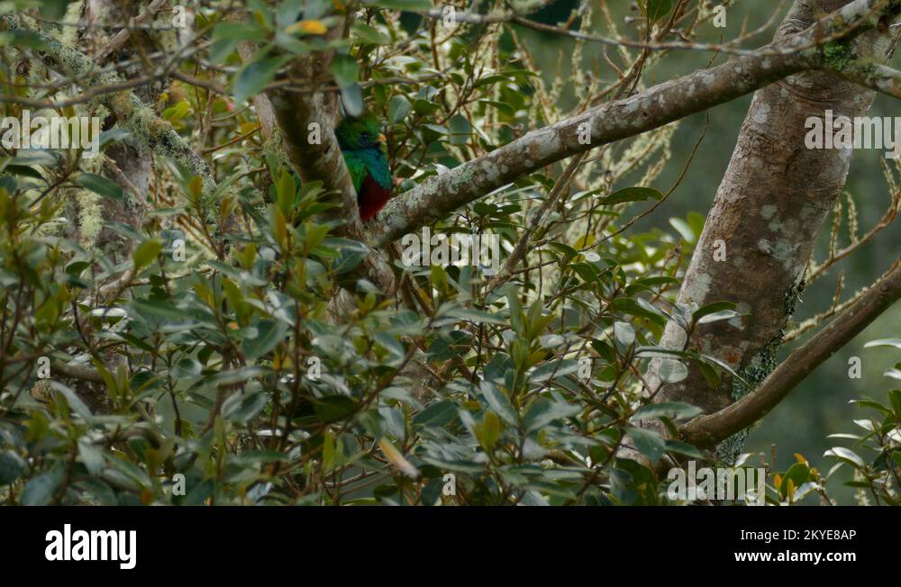 Partially hidden male Resplendent Quetzal turning head on each sides ...