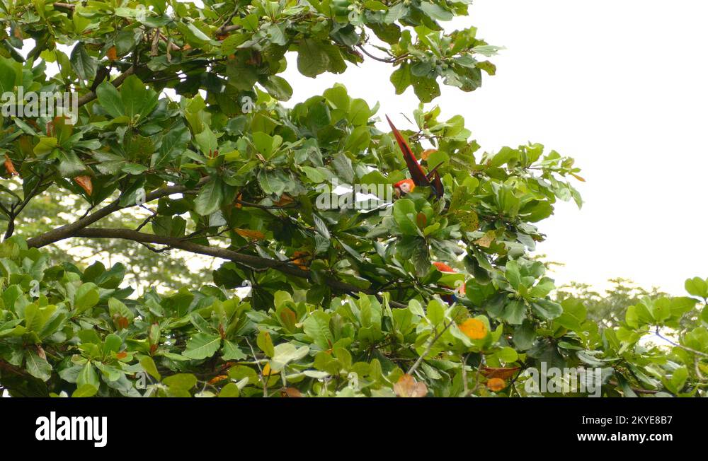 Extended one minute sequence of Scarlet Macaw feeding and foraging ...