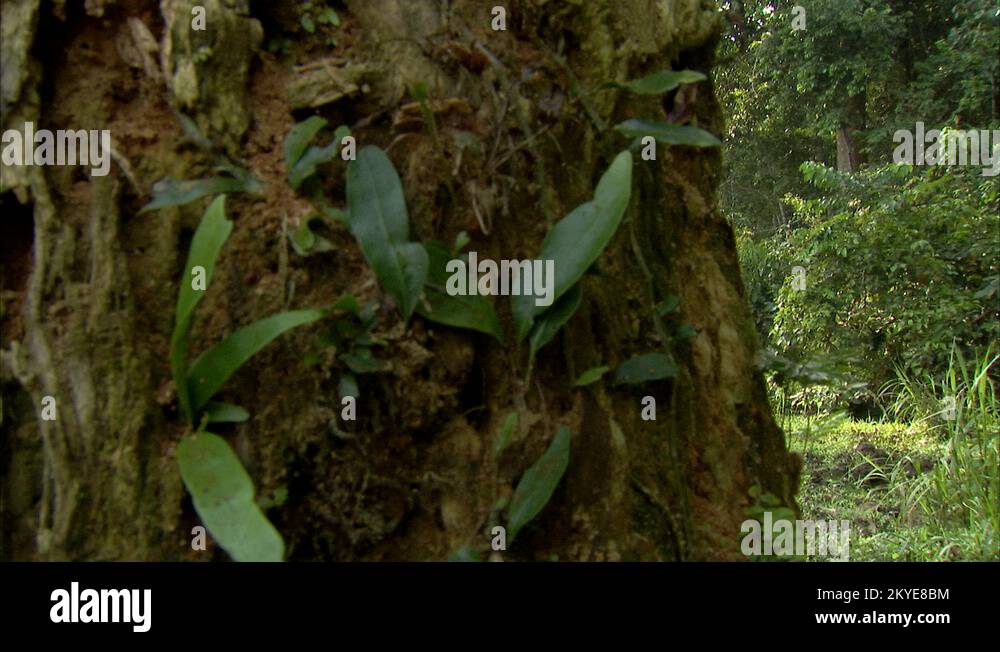 Tree trunk trees Stock Videos & Footage - HD and 4K Video Clips - Alamy