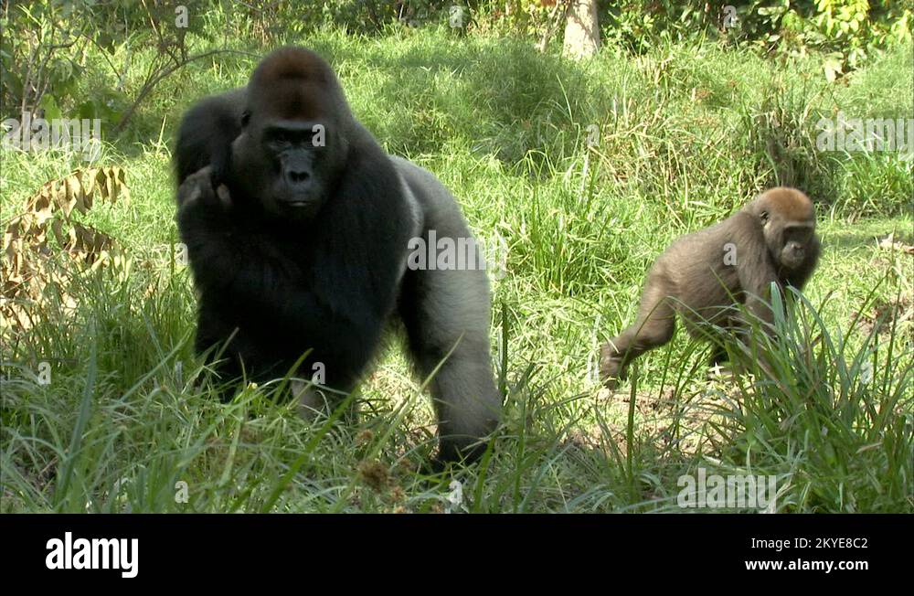 Mikumba the Silverback Western Lowland Gorilla and another Western ...