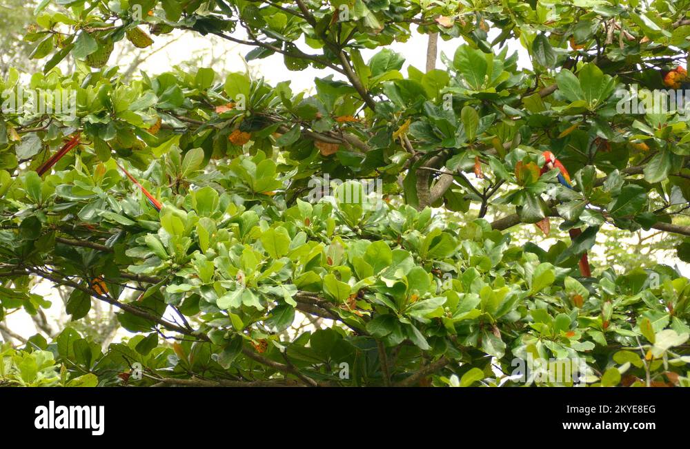 Beautiful Scarlet Macaw showing off red blue and yellow colors in the ...