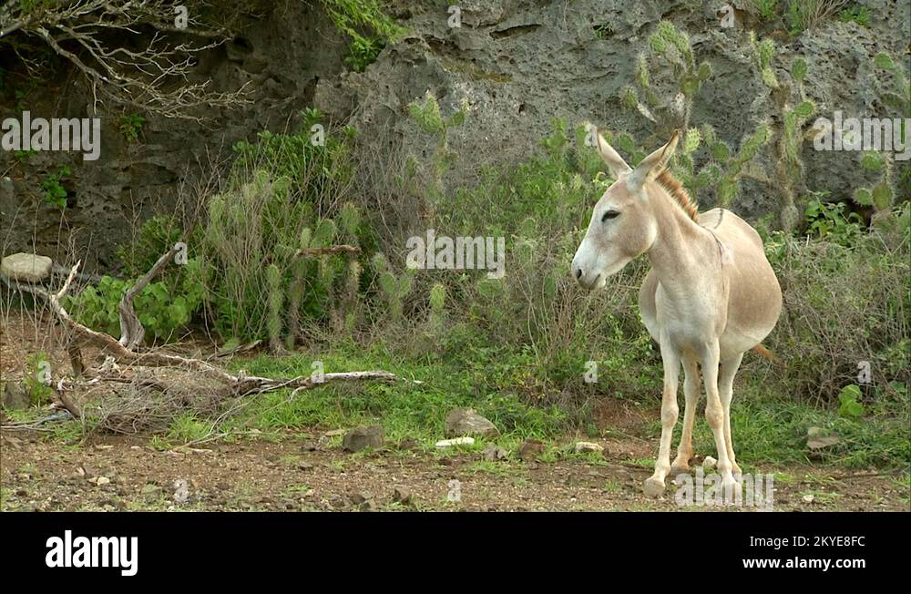Yellow donkey Stock Videos & Footage - HD and 4K Video Clips - Alamy