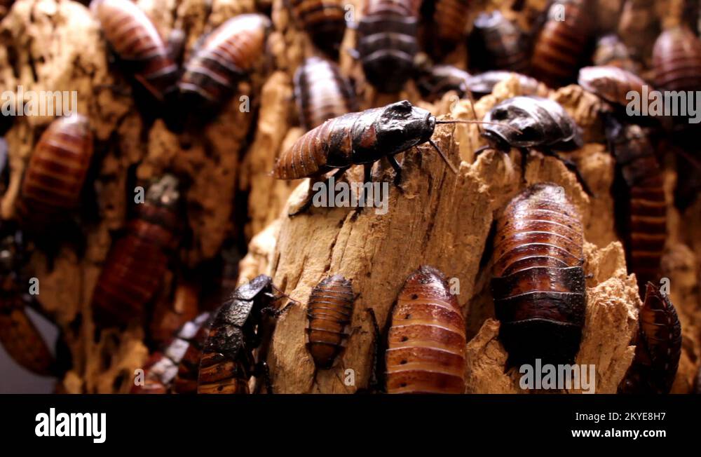 Large species of beetles Stock Videos & Footage - HD and 4K Video Clips ...