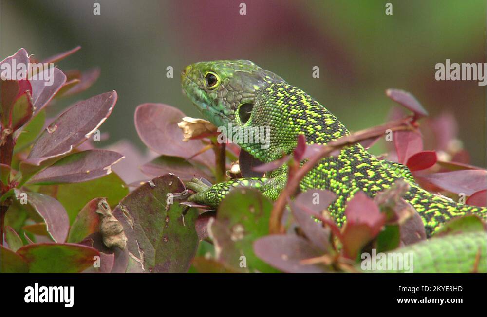 Lizard on plants Stock Videos & Footage - HD and 4K Video Clips - Alamy
