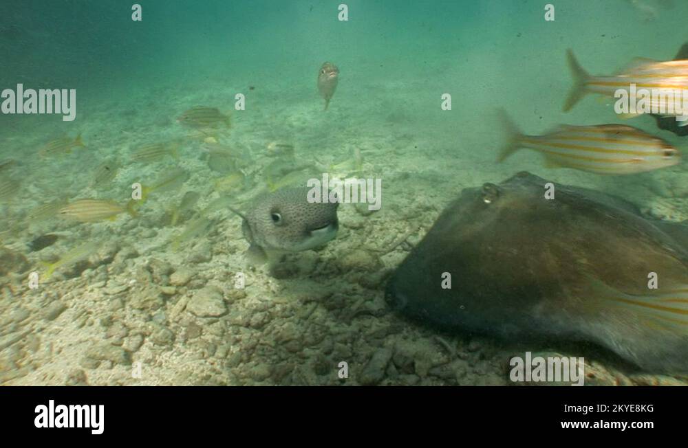 Scuba divers, Southern Stingrays, Smallmouth Grunt, Black-spotted ...