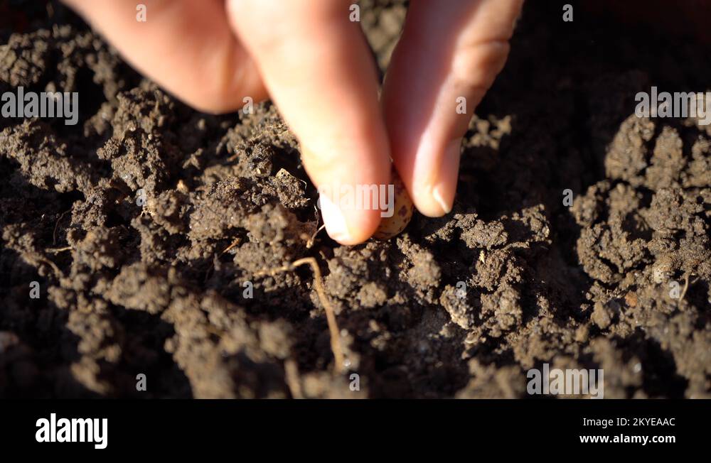 Planting a seed Stock Videos & Footage - HD and 4K Video Clips - Alamy