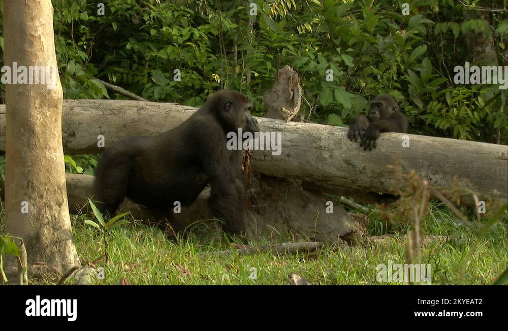 Two Western Lowland Gorillas in forest area with one sitting on log of ...