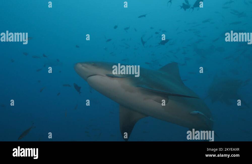 Bullshark Stock Videos & Footage - HD and 4K Video Clips - Alamy