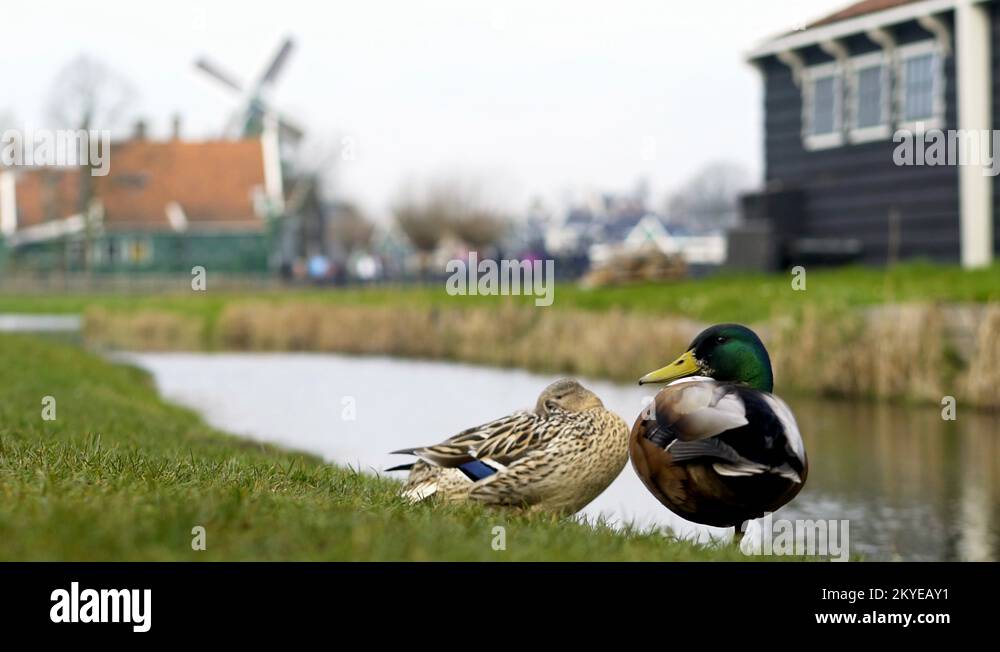 Grass embankment Stock Videos & Footage - HD and 4K Video Clips - Alamy