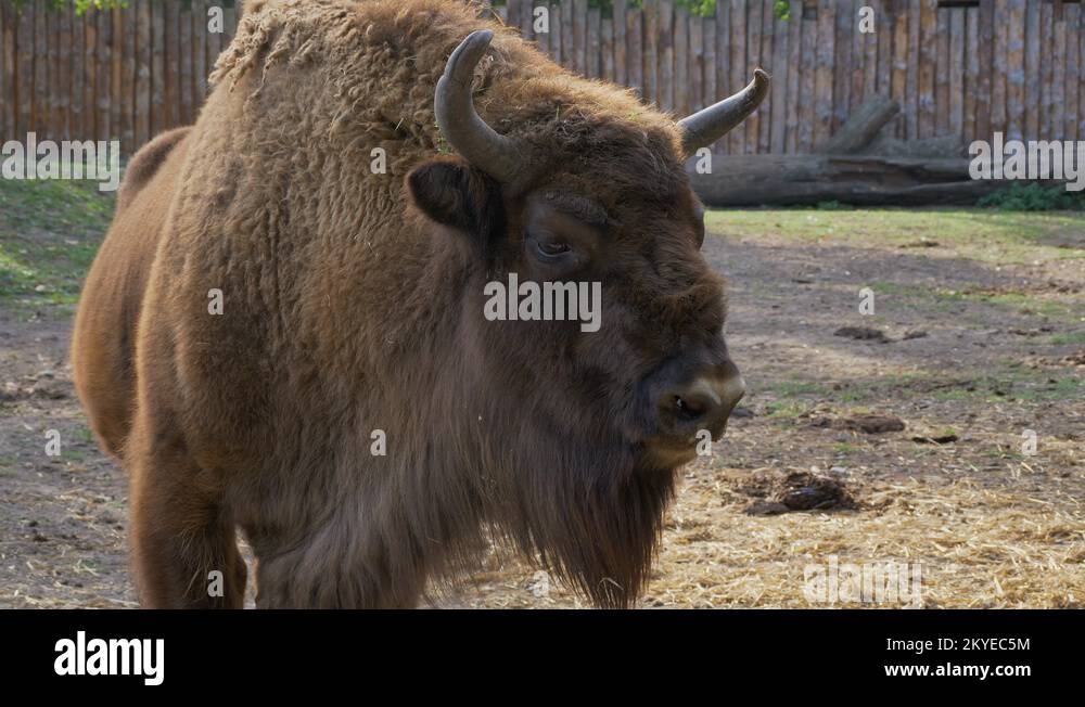 Bison cow portrait Stock Videos & Footage - HD and 4K Video Clips - Alamy