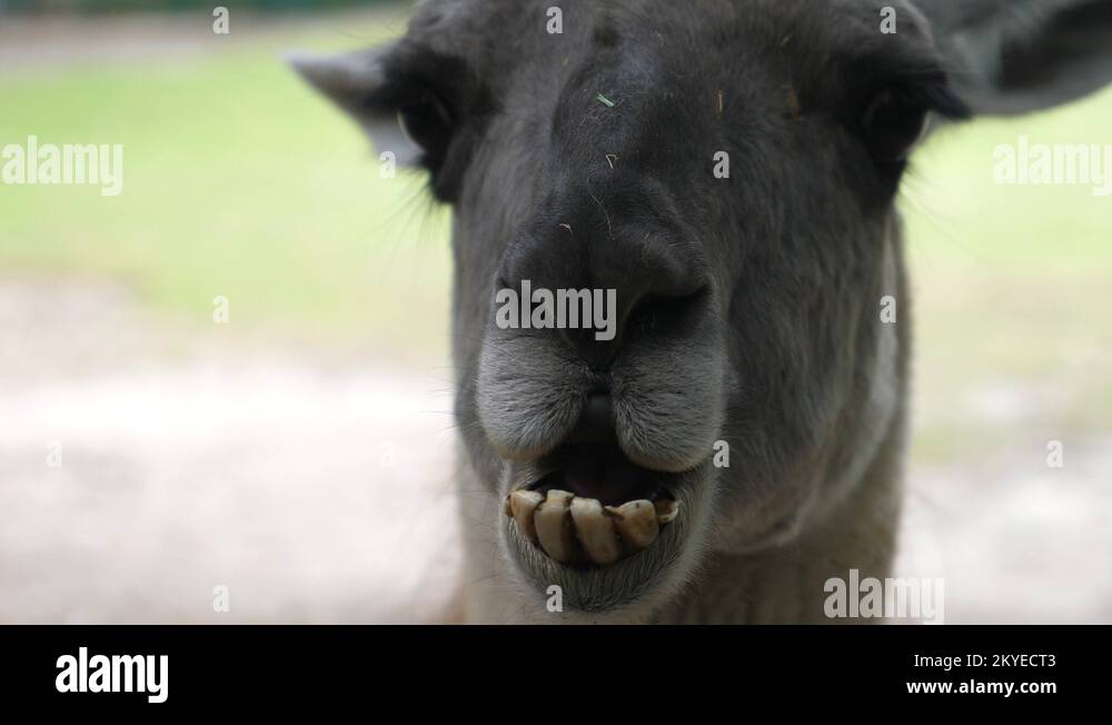 Llama teeth Stock Videos & Footage - HD and 4K Video Clips - Alamy