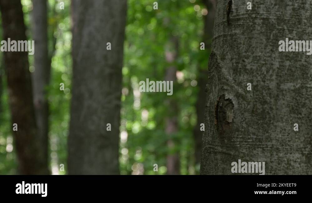 Terrified Man Is Hiding Scared After a Tree in the Forest Stock Video ...