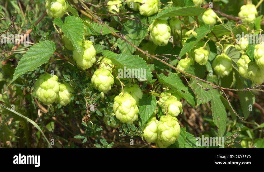Humulus lupulus Stock Videos & Footage - HD and 4K Video Clips - Alamy