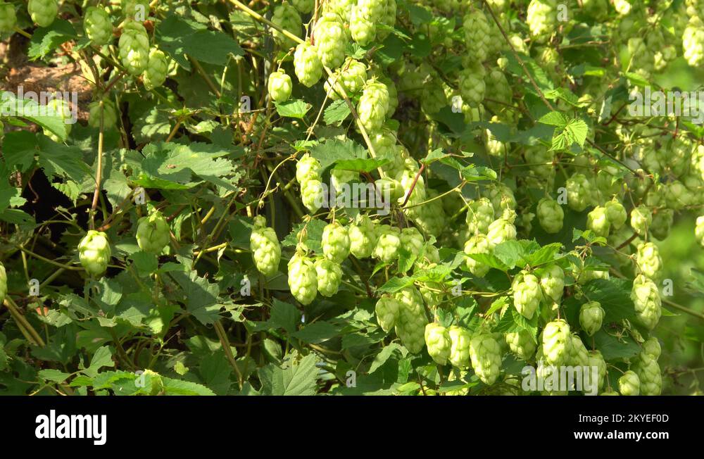 Hop fruits up close Stock Videos & Footage - HD and 4K Video Clips - Alamy