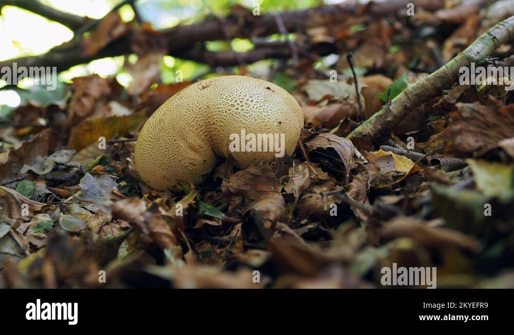 Common earth ball fungus scleroderma Stock Videos & Footage - HD and 4K ...